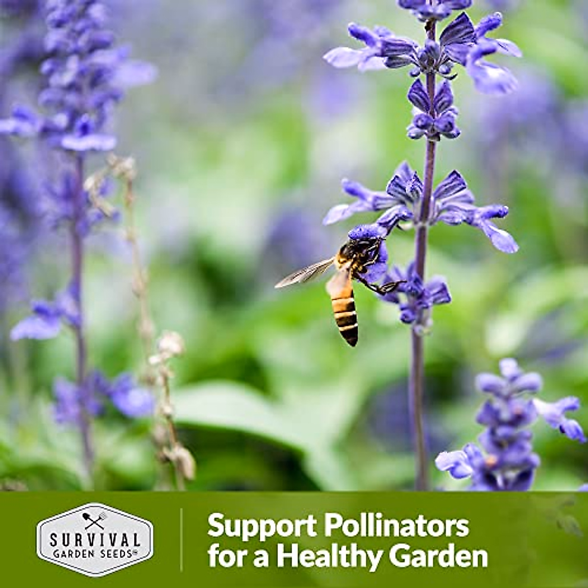 Survival Garden Seeds - Victoria Blue Sage Seed for Planting - Packet with Instructions to Plant and Grow Mealycup Sage or Salvia Farinacea in Your Home Vegetable Garden - Non-GMO Heirloom Variety