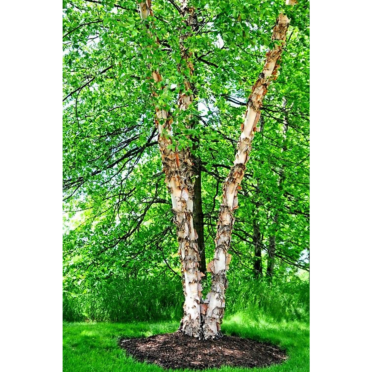 River Birch Trees for Planting | 3-4 Feet Tall Tree Seedling (1 Tree)