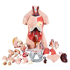 FriCARE Anatomy Model Human Body, Torso Anatomical Models for Medical Students Study Science High School Education Kids, Life Size with Internal 32 Removable Organ