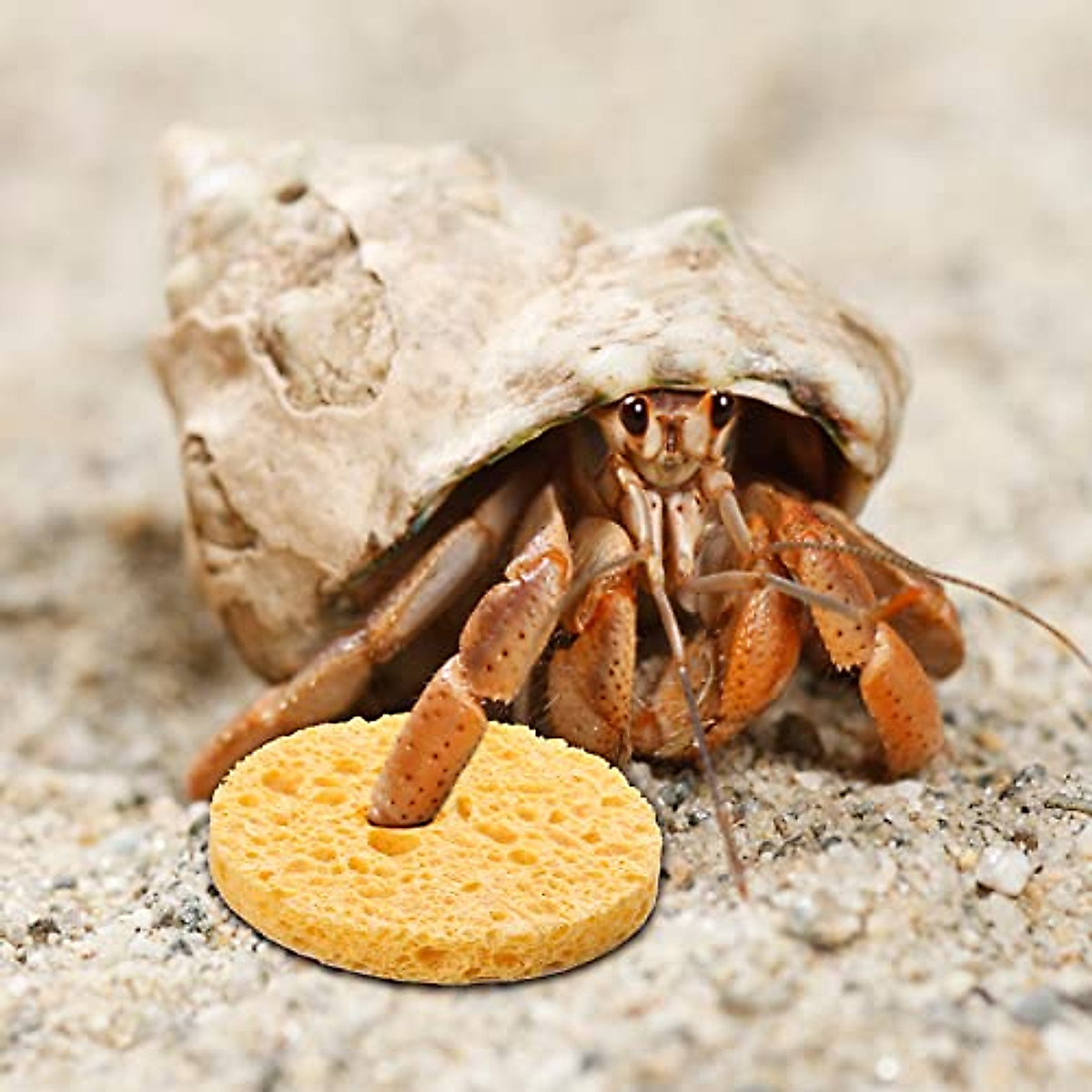 12 Pieces Hermit Crab Sponges Pet Crab Sea Sponges Unbleached Hermit Crab Supplies Sponge Provide Nutrients Crab Sponges Hermit Crab Accessories for Maintaining Hermit Crab Tank Humidity Supplies