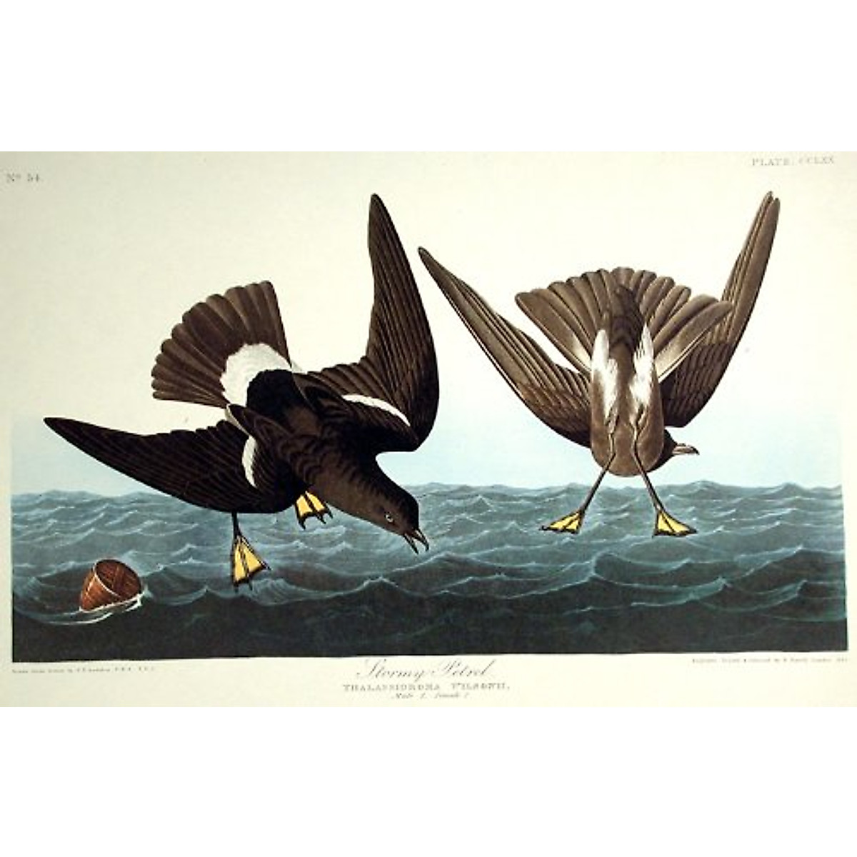Stormy Petrel. From"The Birds of America" (Amsterdam Edition)