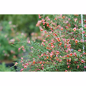 Sister Rosie® Scotch Broom - 4" Pot - Cytisus - Proven Winners