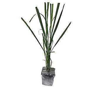 Lemongrass Plant- 3 Seperate in 2.25 Inch Size! Non GMO! Organic! Also Known As Fever Grass, Cymbopogon Citratus/by Daylily Nursery