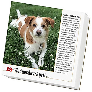 365 Dogs Page-A-Day Calendar 2023: The World's Favorite Dog Calendar
