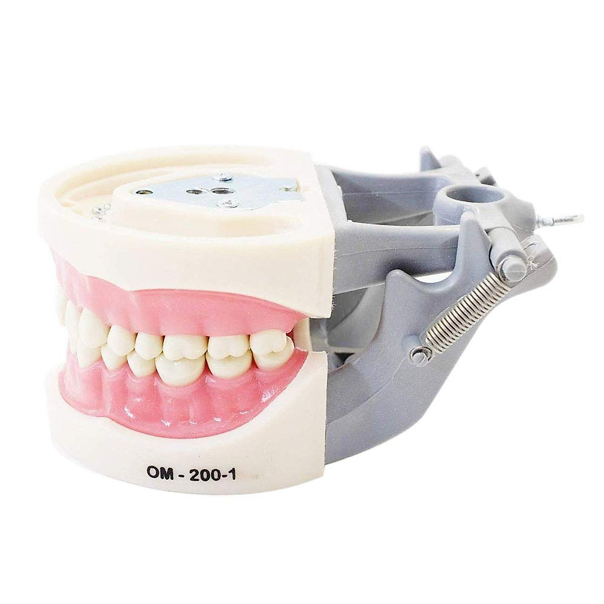 Typodont Teeth Model, with Removable Teeth, Compatible with Kilgore Nissin + 5 Sets of 28pcs Teeth Piece for Teaching, Study