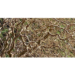 20 Corkscrew Willow Tree Cuttings - Fast Growing Trees for Privacy or Shade - Unique Curly Branches