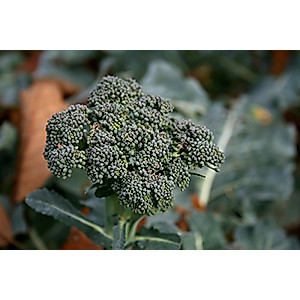 Gaea's Blessing Seeds - Broccoli Seeds - Waltham 29 - Non-GMO with Easy to Follow Instructions Open Pollinated, 94% Germination Rate