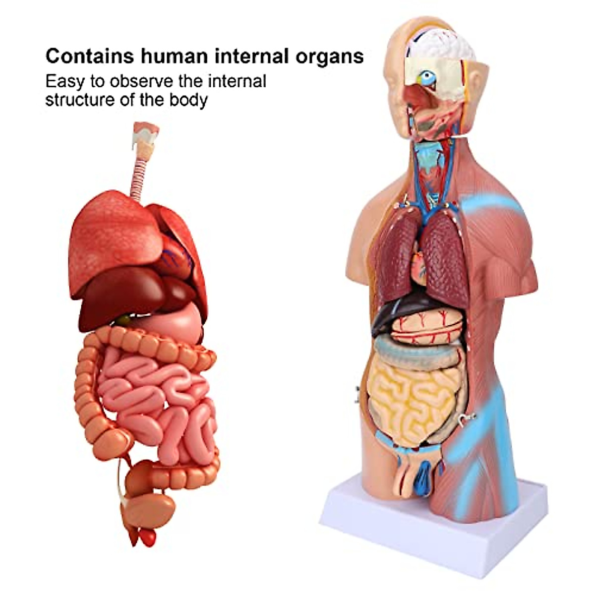 Body Internal Organs Model, Accurate Structure Human Torso Model for Hospital for School