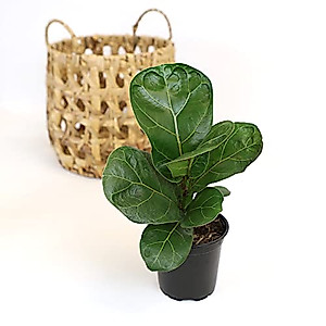 Plants for Pets Ficus Lyrata Fiddle Leaf Fig Plant, House Plants Indoors Live Ficus Tree Live Plant, Fig Trees Live Plants Indoor Plants Live Houseplants Fig Plants Live in Planter Pot in Soil Mix