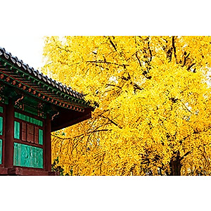 Jurassic Ginkgo | Tree Seed Grow Kit | The Jonsteen Company