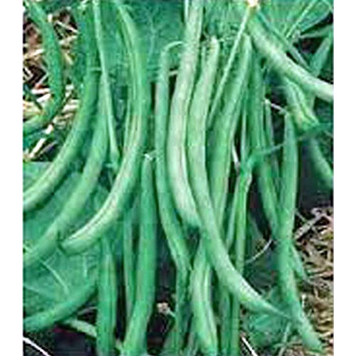 Burpee Stringless Green Bush Bean - 25 Count Seed Pack - Non-GMO - A Culinary Star, pods are Delicious in Many Foods. - Country Creek LLC