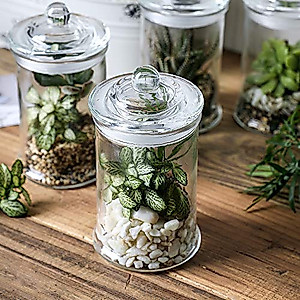 WHOLE HOUSEWARES | Glass Apothecary Jars Bathroom Storage Organizer Canisters For Cotton Swabs, Cotton Balls, Makeup Sponges, Bath Salts, Hair Ties, Makeup | (D3.1" XH5.7")