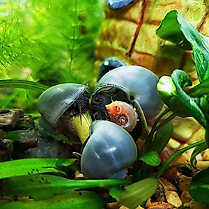 Blue Mystery Snail - 4 Pack Live Freshwater Aquarium Snail