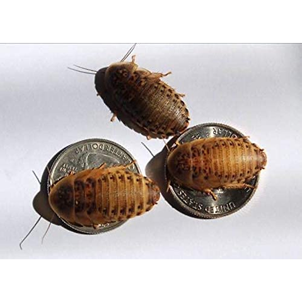 Bad Ass Bugs 200 Large Dubia Roaches