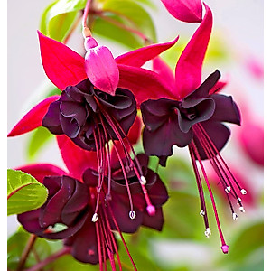 100 Pcs Purple Pink Fuchsia Flower Seeds Perennial Home Plant