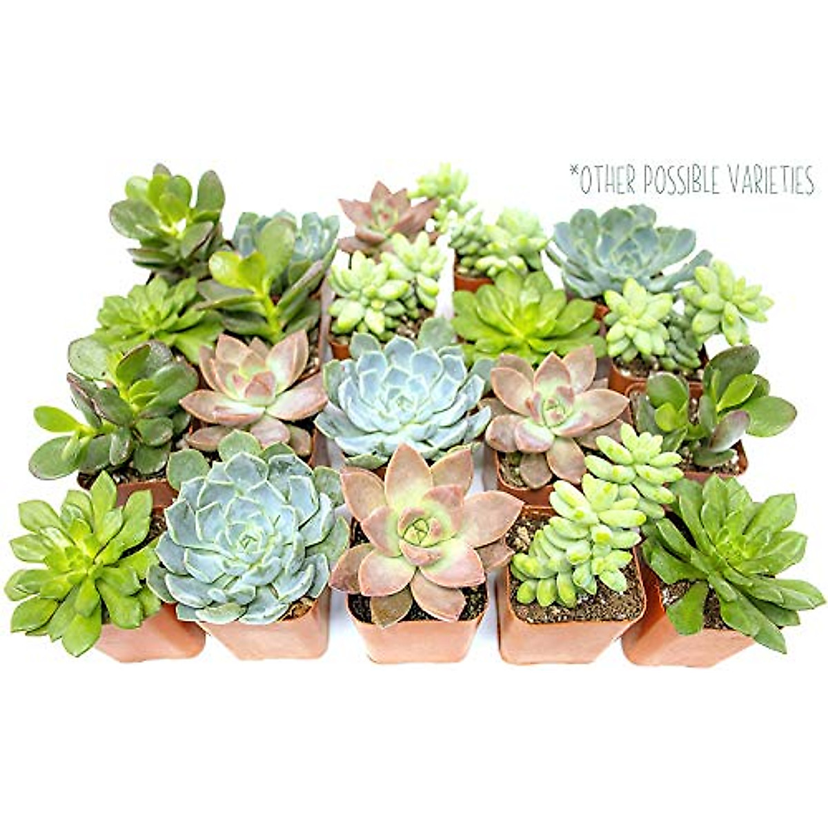 Live Succulents Assortment in Clay Pot, Garden Succulent Planter, Unique Gardening Gifts for Plant Lovers, Live Succulent Plants Live Plants, Live Succulents Plants Live Houseplants by Plants for Pets