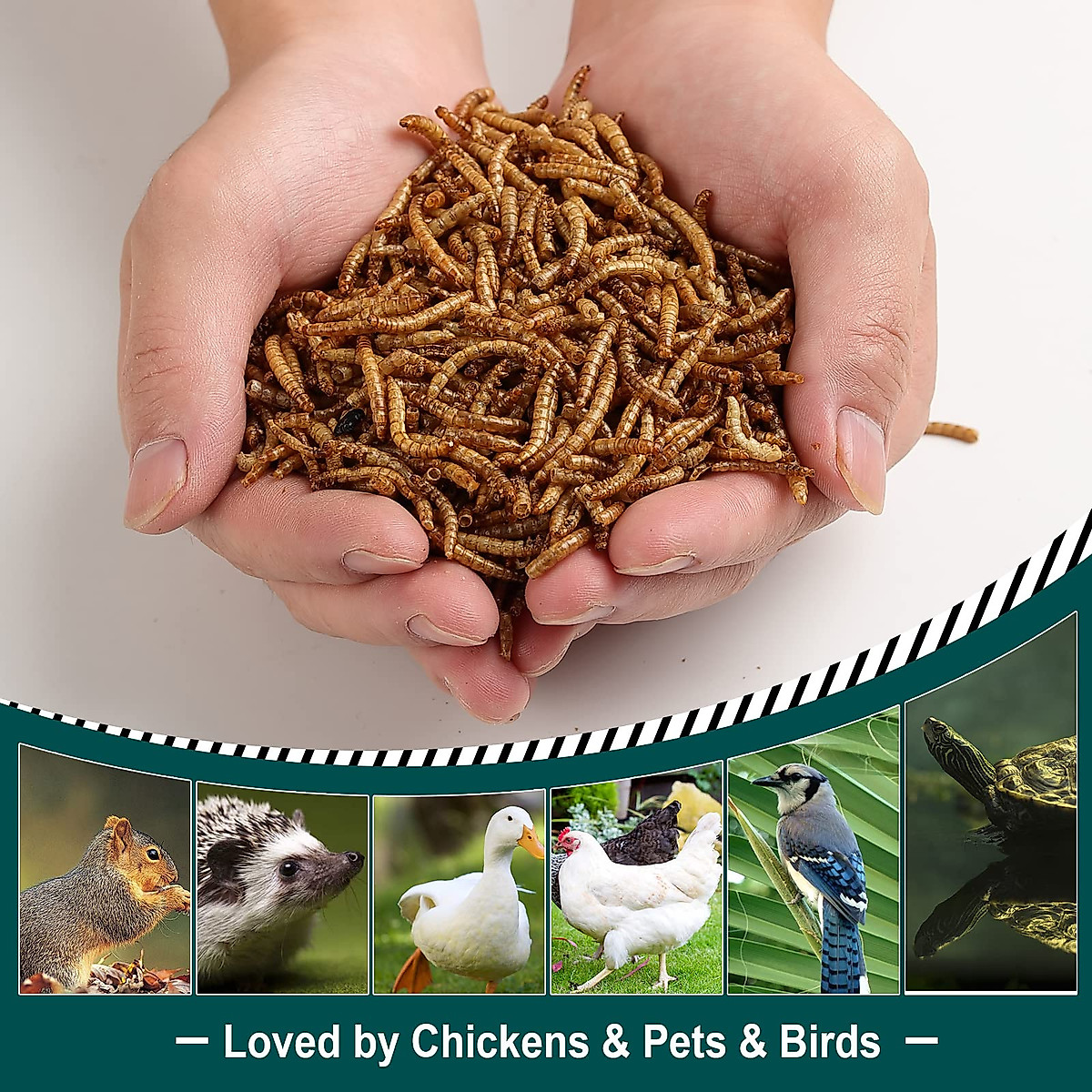 11 lbs Non-GMO Dried Mealworms for Wild Bird Chicken Fish,High-Protein,Large Meal Worms.