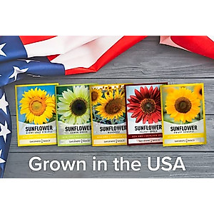 Sunflower Seeds for Planting Flowers (5 Pack Mix) - Velvet Queen, Dwarf Sunspot, Lemon Queen, Giant and Mammoth Bulk Mix of Regular Sunflower Seeds for Outdoor Flower Garden by Gardners Basics