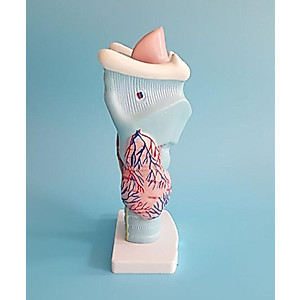 Airgoesin Magnified Human Larynx Anatomical Showing Model - Medical Anatomy Skeleton Throat Study DisplayModel