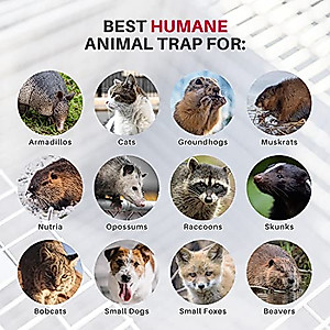LifeSupplyUSA 2pc Animal Traps (32"x10"x12" & 24"x7"x7") for Cats, Racoons, Gophers, Possums, Skunks, Beavers and Other Similar Sized Animals. Easy Trap Catch & Release cage with 1-Door