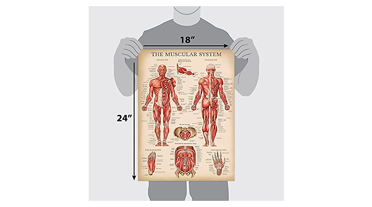 Vintage Muscular System Chart - Durable Anatomy Poster