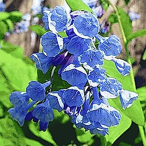 QAUZUY GARDEN Virginia Bluebells Seeds 10 Virginia Cowslip, Lungwort Oysterleaf, Mertensia Virginica, Attract Pollinators, Annual Native Wild Flower, Low-Maintenance