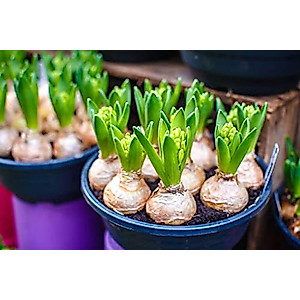 25 Iris Tuber Mix Planting Ornaments Perennial Garden Simple to Grow Pots Gifts, Large Size