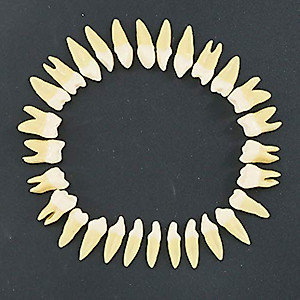 Dentalmall 1 Box Dental Model Teeth Model 28 Pcs 1:1 Full Permanent Teeth M7021