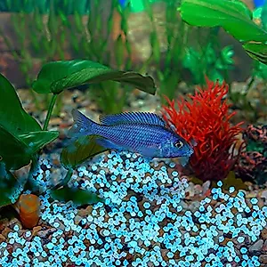 Tnjskce 300 Pcs Glowing Rocks, Glow in The Dark Rocks for Outdoor Decor Garden Lawn Yard, Aquarium, Fish Tank, Pathway, Luminous Pebbles Powered by Light or Solar-Recharge Repeatedly (Blue, 300 Pcs)