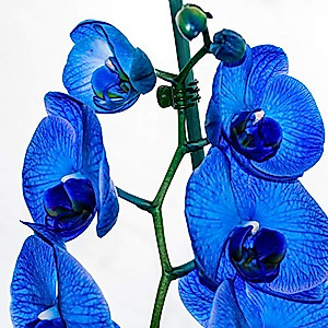 Jetec 40 Pieces Orchid Clips Plastic Garden Plant Clips with 20 Pieces Plant Support Stakes, 20 Pieces Metallic Twist Ties for Supporting Stems Vines Stalks Grow Upright (38 cm)