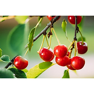 "Carmine Jewel" Dwarf Cherry Fruit Tree Seeds, 20 Seeds Per Packet, (Isla's Garden Seeds), Non GMO & Heirloom Seeds, Botanical Name: Prunus avium, Great Home Garden Gift