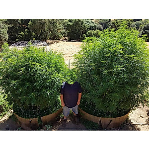 Super Cube Organic Compost Tea, Soil Fertilizer, and Plant Growth Stimulate, Natural Cow Manure and Worm Castings, Indoor or Outdoor Gardening, 10.