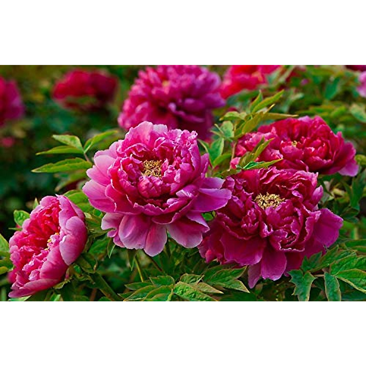 20+ Mixed Peony Flower Seeds Double Beautiful Perennial Bonsai Plant Garden