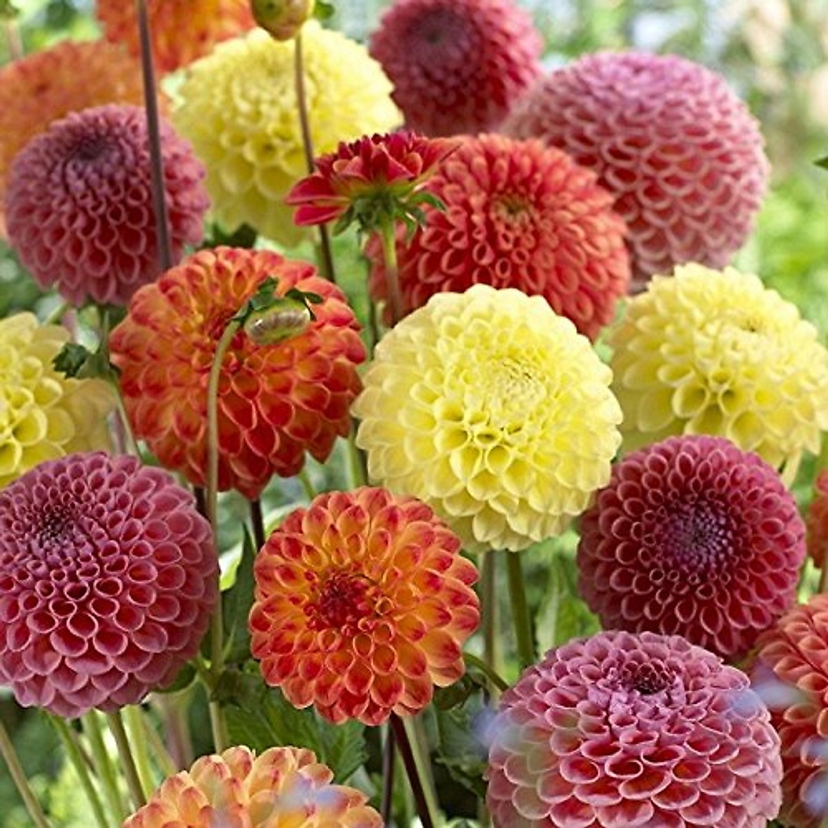 Seeds4planting - Seeds Dahlia Pompon Mix Annual Beautiful Flower Non GMO