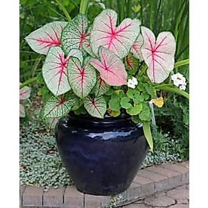 Pink Cloud Caladium - Bare Root - Zone 9-11