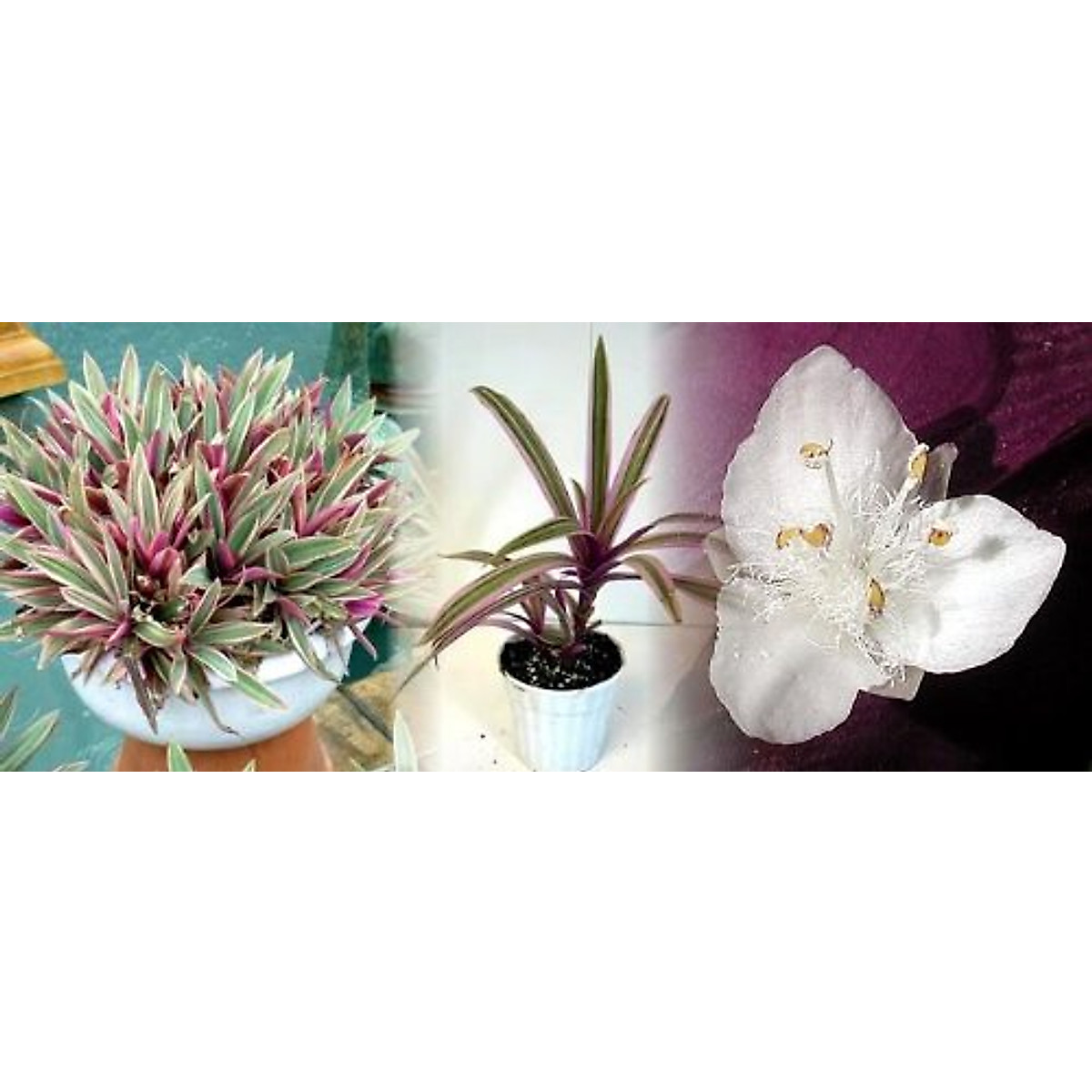 Tricolor Moses in the Cradle Plant - Rhoeo - Great House Plant - 4.5" Pot