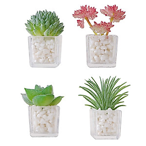 Cute Succulent Fridge Magnet, 4-Pieces 3D Plant Magnets for Refrigerator Whiteboard Mini Decorative Magnets for Locker Kitchen Office (Plant 1)