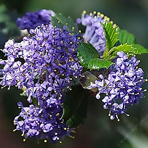 CHUXAY GARDEN 50 Seeds Creeping Ceanothus 'Remote Blue',Mountain Lilac, California Lilacs Mounding Evergreen Fast-Growing Shrub Rare Blue Lilac Privacy Screen Striking Landscaping Plant