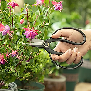 VISEMAN Japanese Bonsai Pruning Scissors-KinTakashi Gardening Shears for Bonsai Trimming