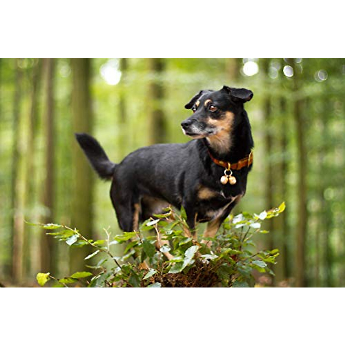 2 Extra Loud Cat & Dog Bells | Pet Tracker | Save Birds & Wildlife | Luxury Handmade Copper | Beau's Bells (Medium)