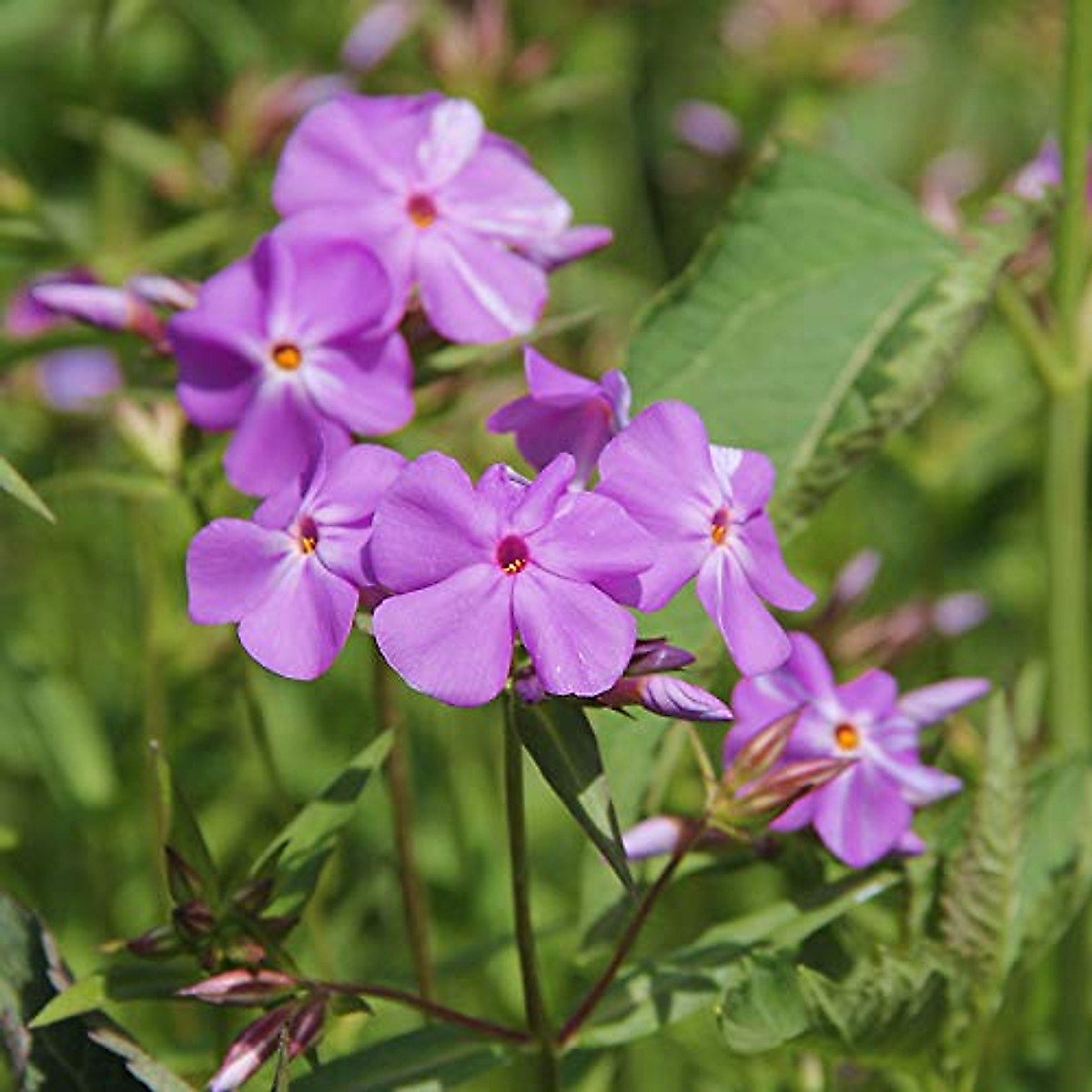 Tall Phlox Mix Value Bag-6 Roots/Plant Starts