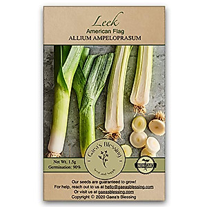 Gaea's Blessing Seeds - Leek Seeds - Non-GMO American Flag Leek Seeds with Easy to Follow Planting Instructions - 90% Germination Rate