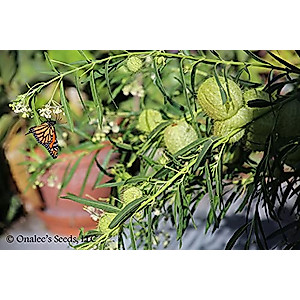 Butterfly Milk Weed Balloon Plant, Butterfly Garden, Butterfly Weed, Hairy Balls, Fur Balls, Cotton-Bush, Oscar, Giant Swan Milkweed, Asclepias Physoca (24+ Seeds) Grown in and Shipped from The USA.