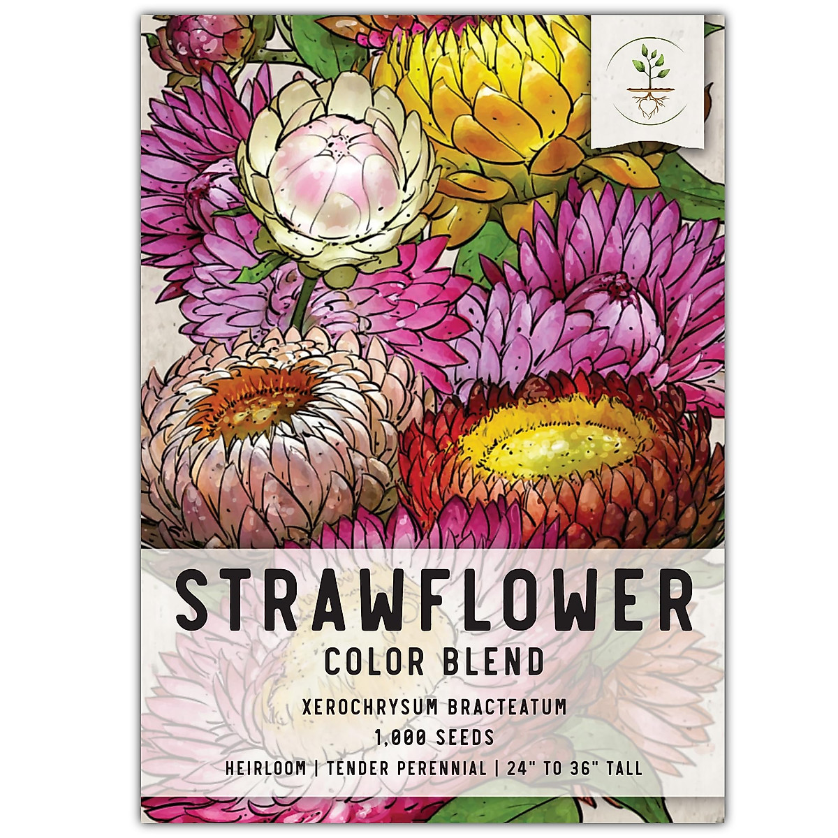 Seed Needs, Strawflower Seeds - 1,000 Heirloom Seeds for Planting Xerochrysum bracteatum - Mixture of Colorful Wildflowers to Attract Pollinators (1 Pack)