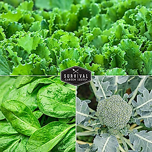Survival Garden Seeds Cool Weather Collection Seed Vault - Spinach, Kale, Cilantro, Broccoli, and Leaf Lettuce - Non-GMO Heirloom Varieties for Indoor & Outdoor Planting - Homestead Necessities