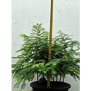 Redwood Forest Specimen Bonsai Tree