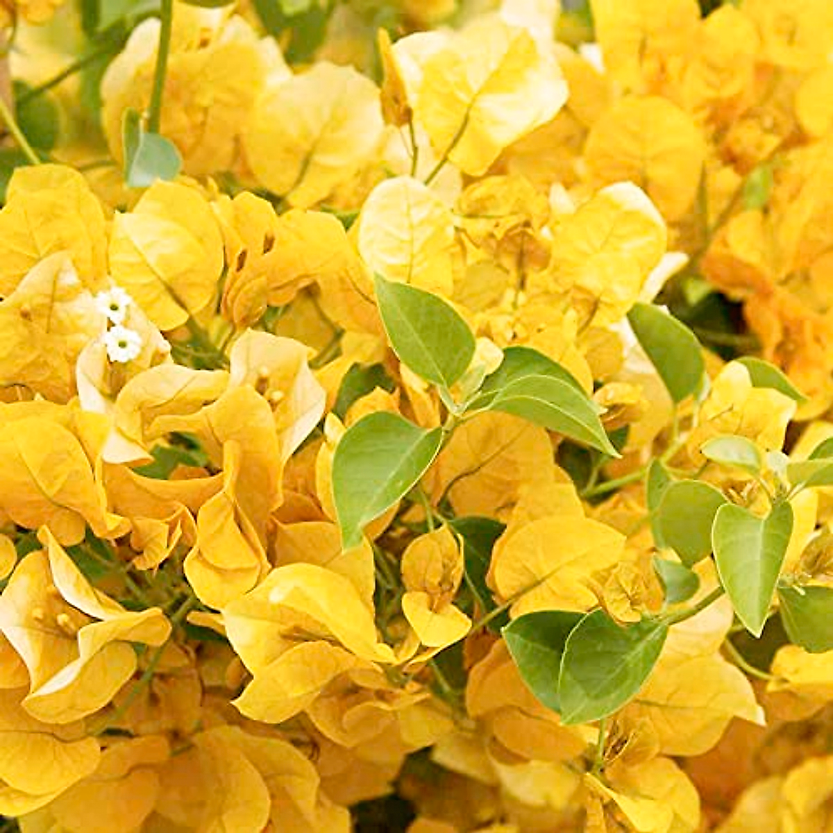 Bougainvillea Seeds Fast Growing Woody Flowering Vine or Shrub Attracts Bees & Butterflies Border Bonsai Ground Cover Trellises Pergolas 105Pcs Flower Seeds by YEGAOL Garden