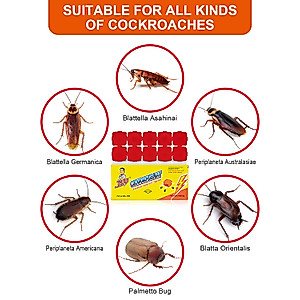 Dawhunt Cockroach Gel Bait Roach Killing Gel for Indoor and Outdoor Use