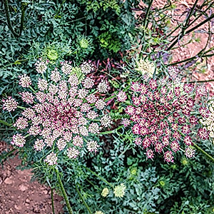 Dara Queen Anne's Lace Seeds - Pack of 200, Certified Organic, Non-GMO, Open Pollinated, Untreated Flower Seeds for Planting – from USA