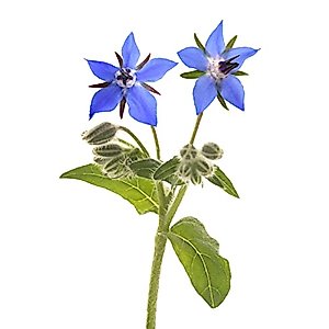 Borage Seeds - Starflower - Heirloom Non-GMO Herb Seeds for Planting an Herb Garden - 100 Seeds - Borago Officinalis - by RDR Seeds